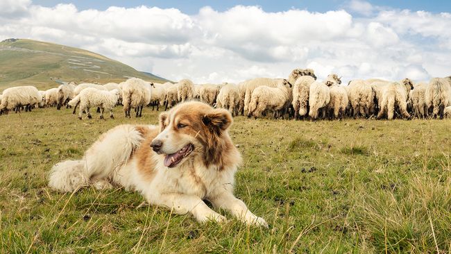 14 livestock guardian dogs that live to protect | PetsRadar