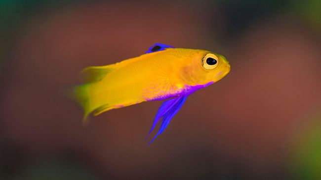 20 most expensive pet fish in the world | PetsRadar