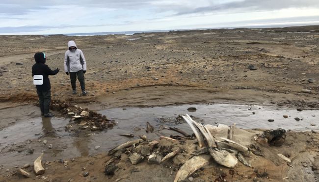 Whale 'graveyard' revealed by rapid retreat of an Arctic glacier | Live ...