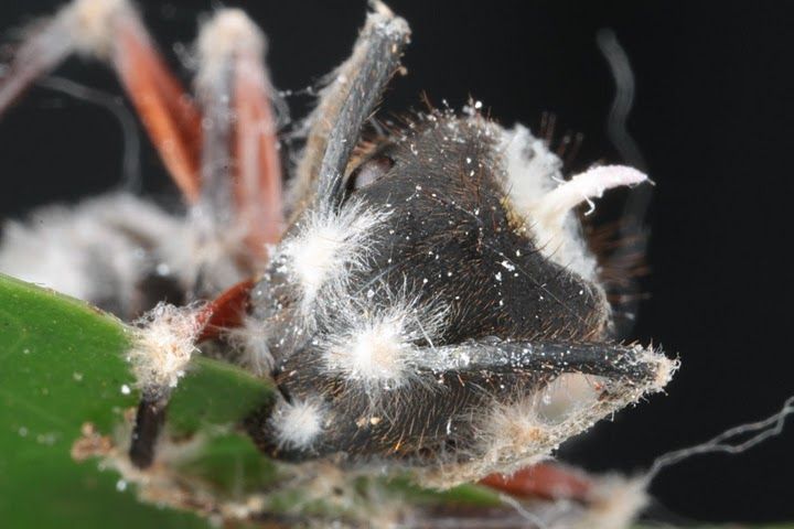 Mind Control: Gallery of Zombie Ants | Live Science