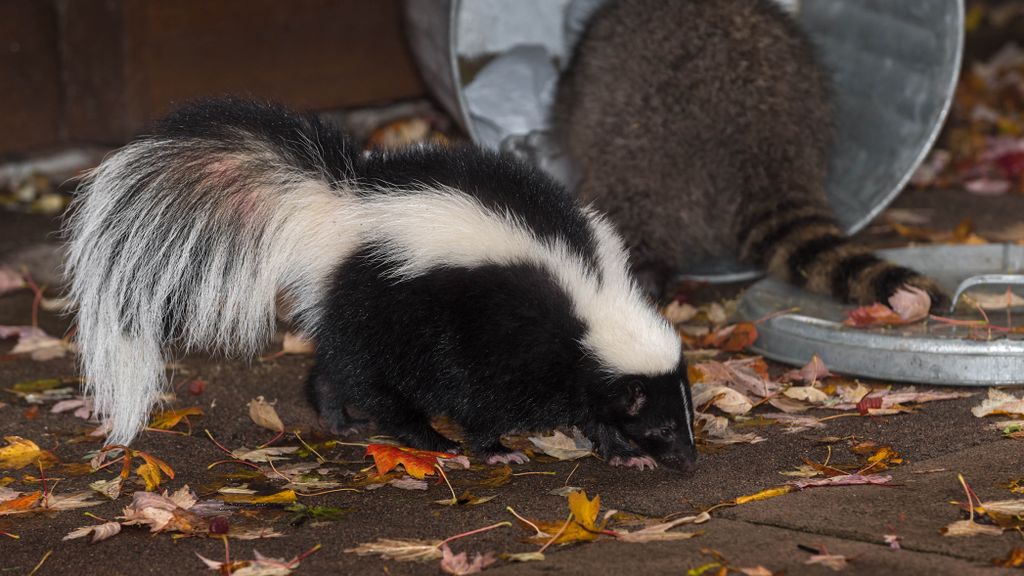 How to get rid of a skunk | Tom's Guide