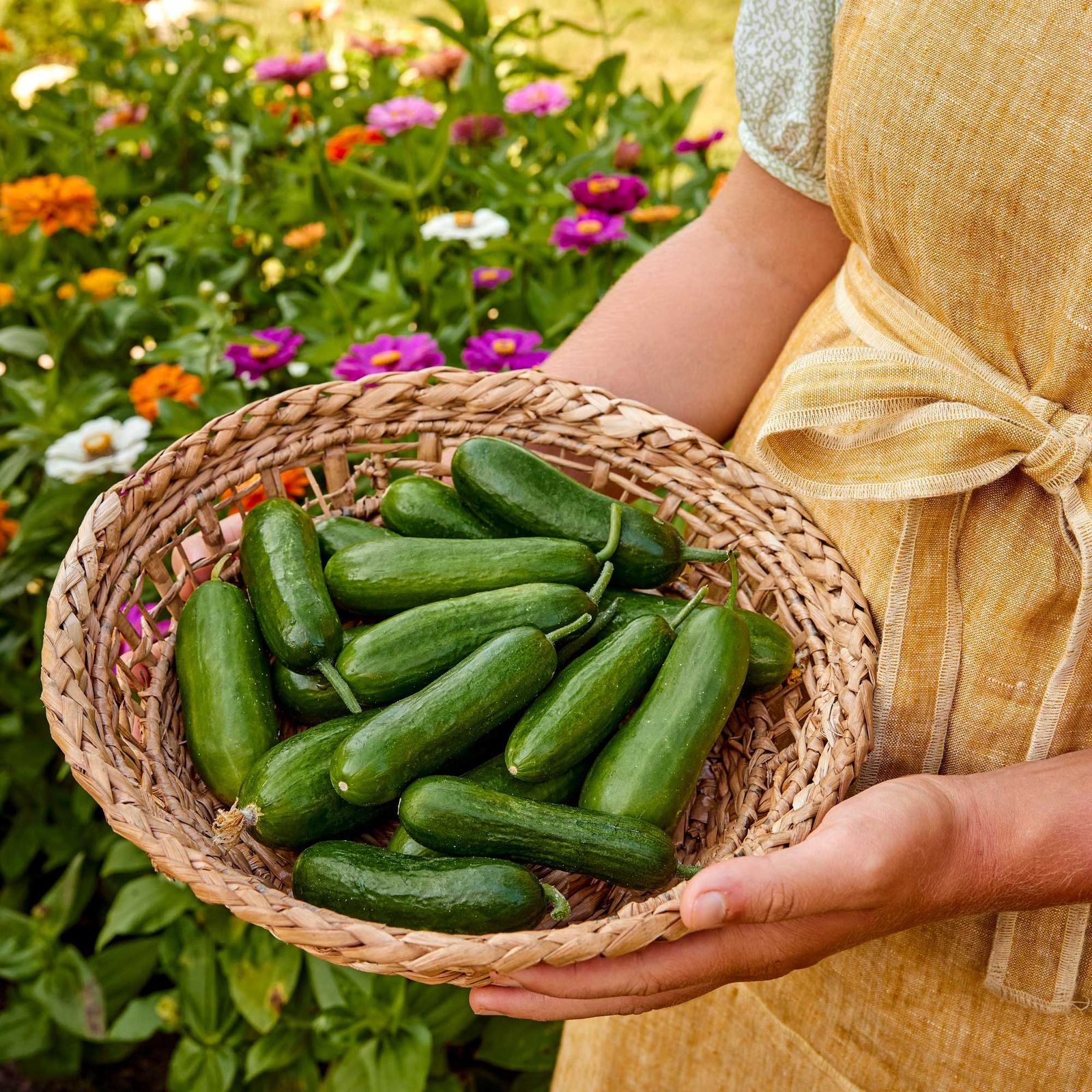 How to grow cucumbers – a simple step-by-step guide | Ideal Home