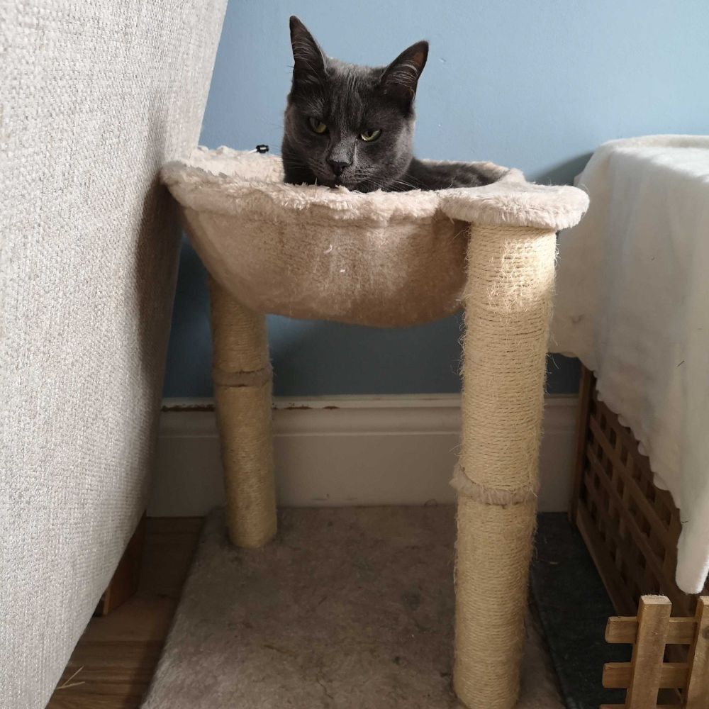 We found the 6 best cat trees for cats who love to climb | PetsRadar