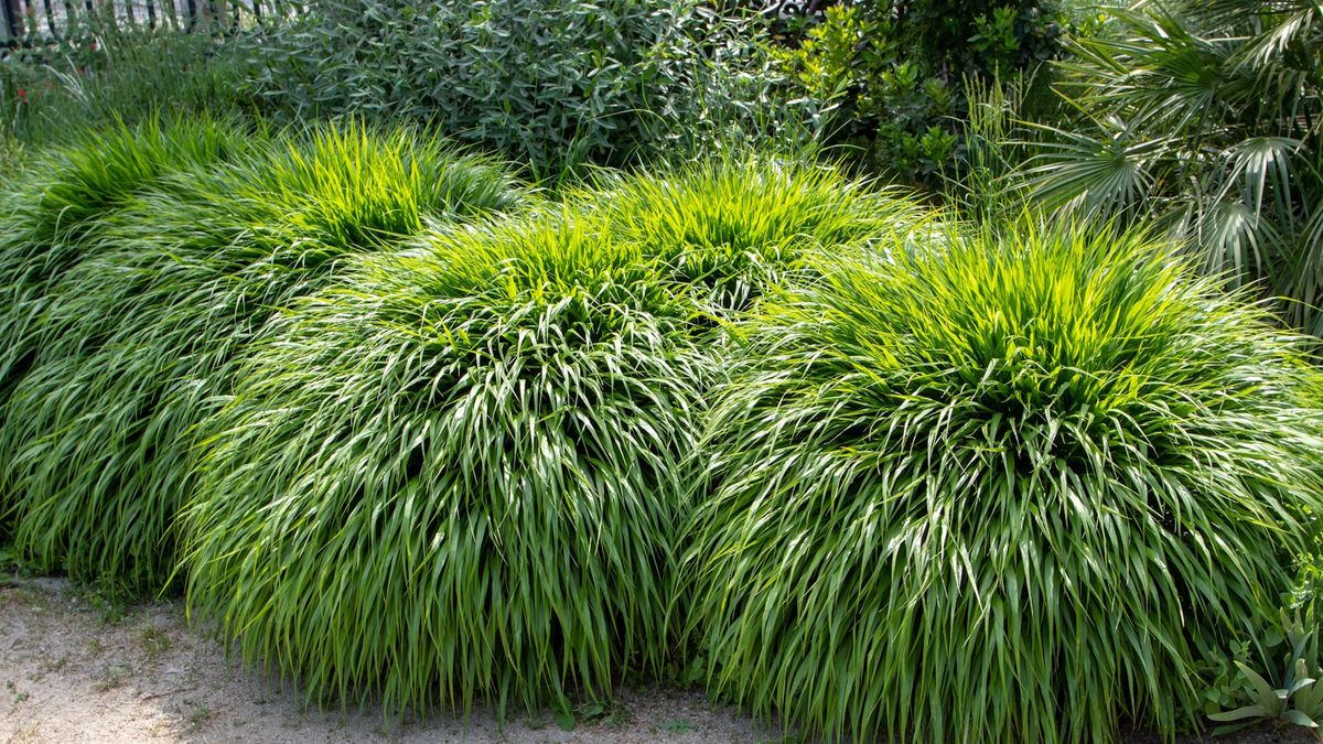 How to grow Japanese forest grass: an easy, shade-loving plant | Homes ...
