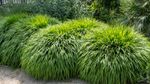 Best miscanthus varieties: 15 of the top ornamental grasses | Homes and ...