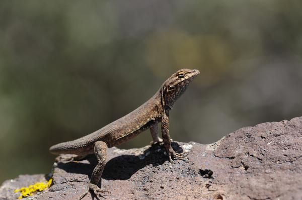 Why Do Lizards Do Push-Ups? | Live Science