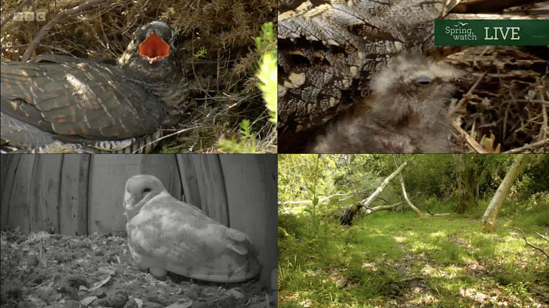 Springwatch Live cameras 2023: how to watch the amazing animal activity ...