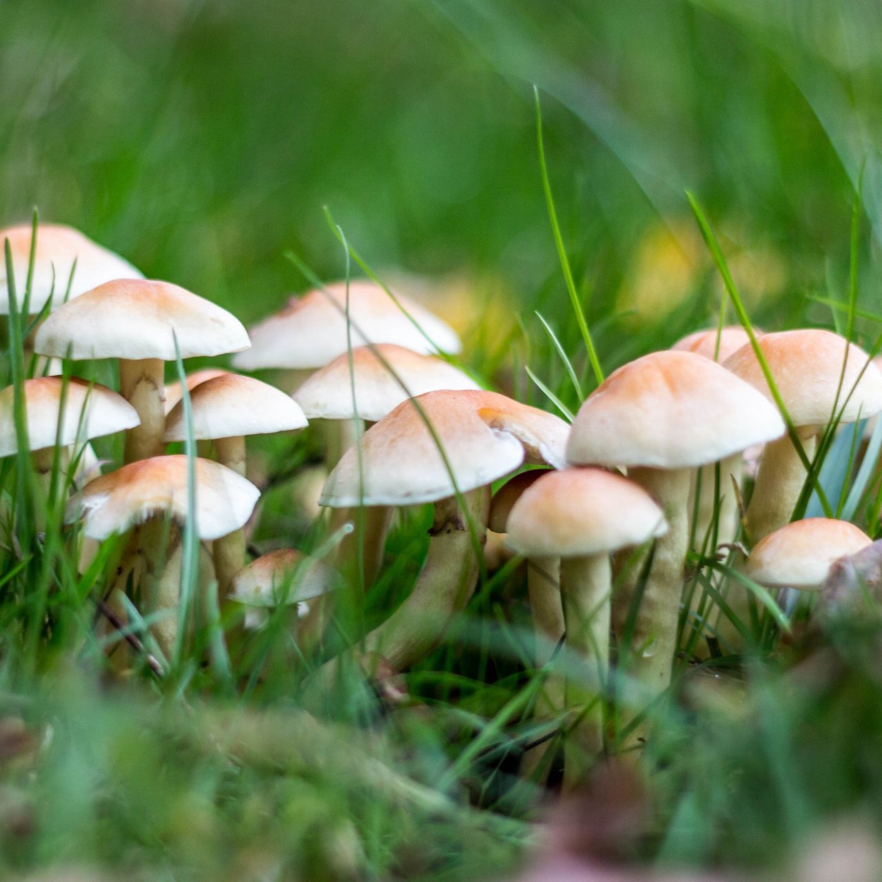 Why are mushrooms growing in my garden? It may surprise you | Ideal Home