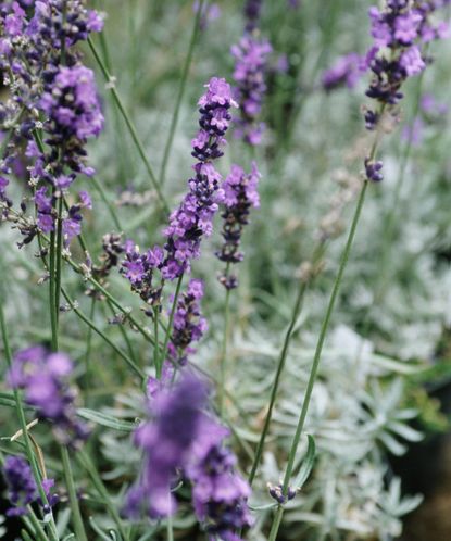 Soil types – the ultimate guide for gardening success | Homes and Gardens