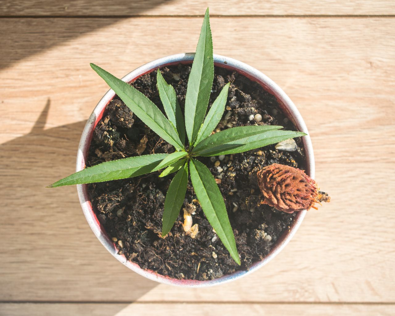 How To Plant A Peach Seed To Grow Your Very Own Tree | Gardening Know How