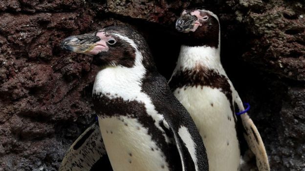 UK zoo forced to use model penguins after national shortage | The Week