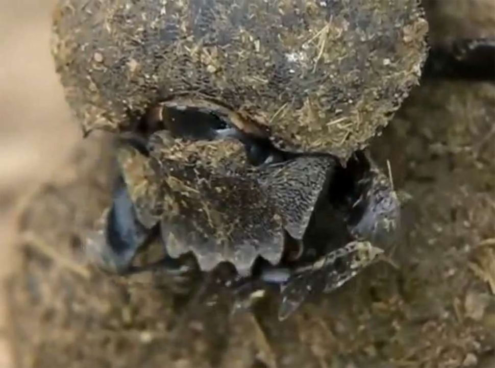 In Images: Beetles Dance on Poop Balls to Keep Cool | Live Science