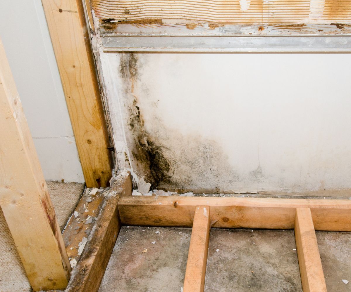 Dry rot: How to identify and treat it step-by-step | Homebuilding