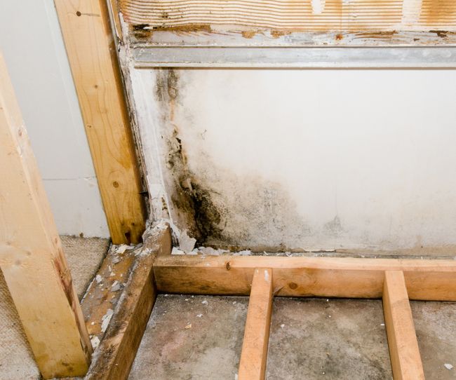 Dry rot: How to identify and treat it step-by-step | Homebuilding