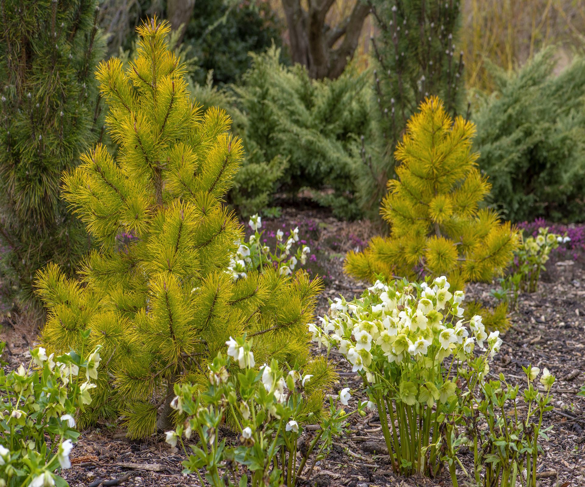 12 of the best statement trees to bring drama to your yard | Homes and ...