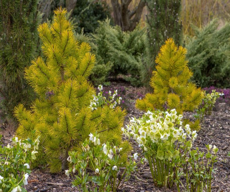 12 of the best statement trees to bring drama to your yard | Homes and ...