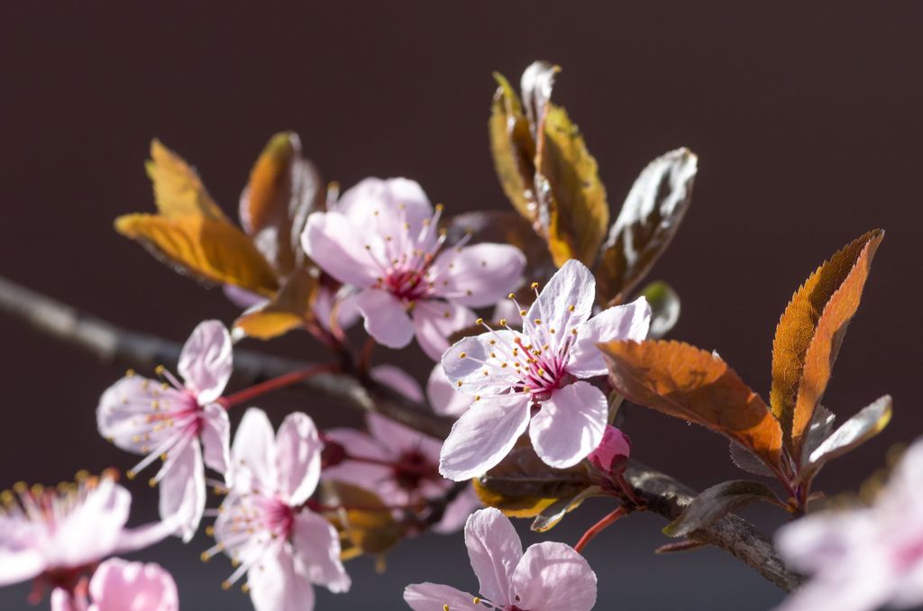 Growing A Cherry Plum: Cherry Plum Tree Care And Information ...