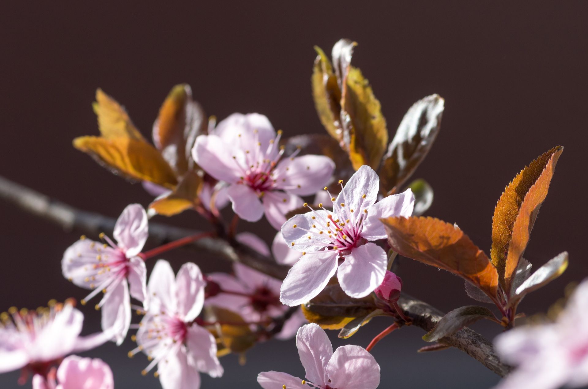 Growing A Cherry Plum: Cherry Plum Tree Care And Information ...