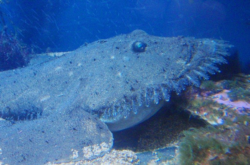 Images: A Monkfish's Ethereal Veil of Eggs | Live Science