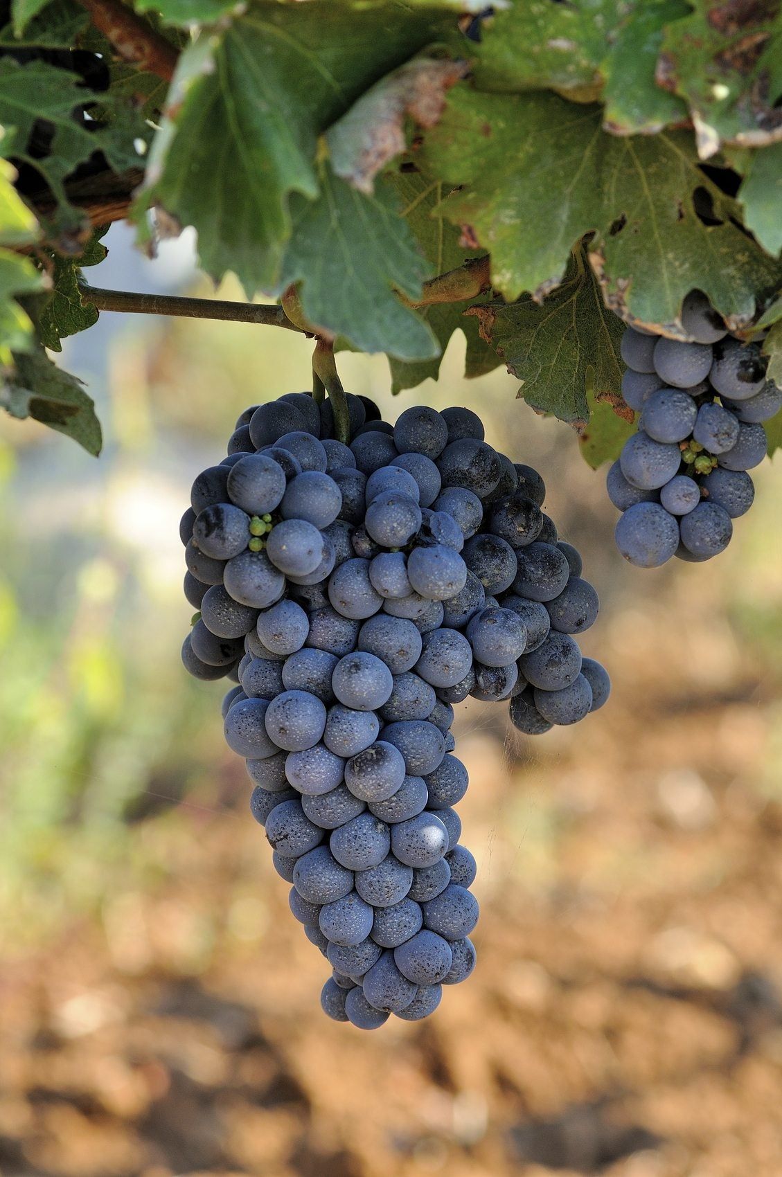Grapes For Zone 3 Gardens: Varieties Of Grapes That Grow In Cold ...