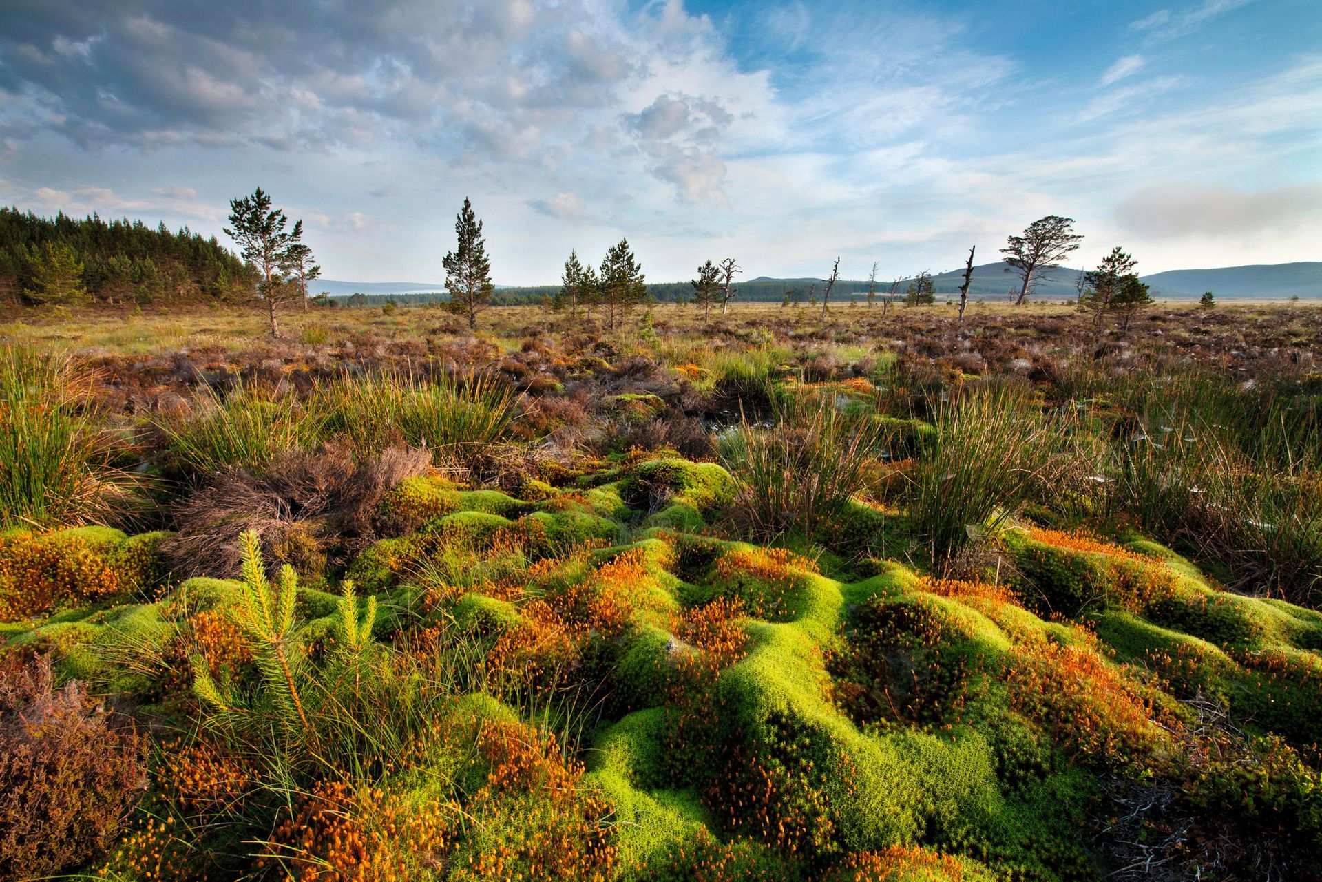 Britain has 763 different types of moss — and they're varied ...