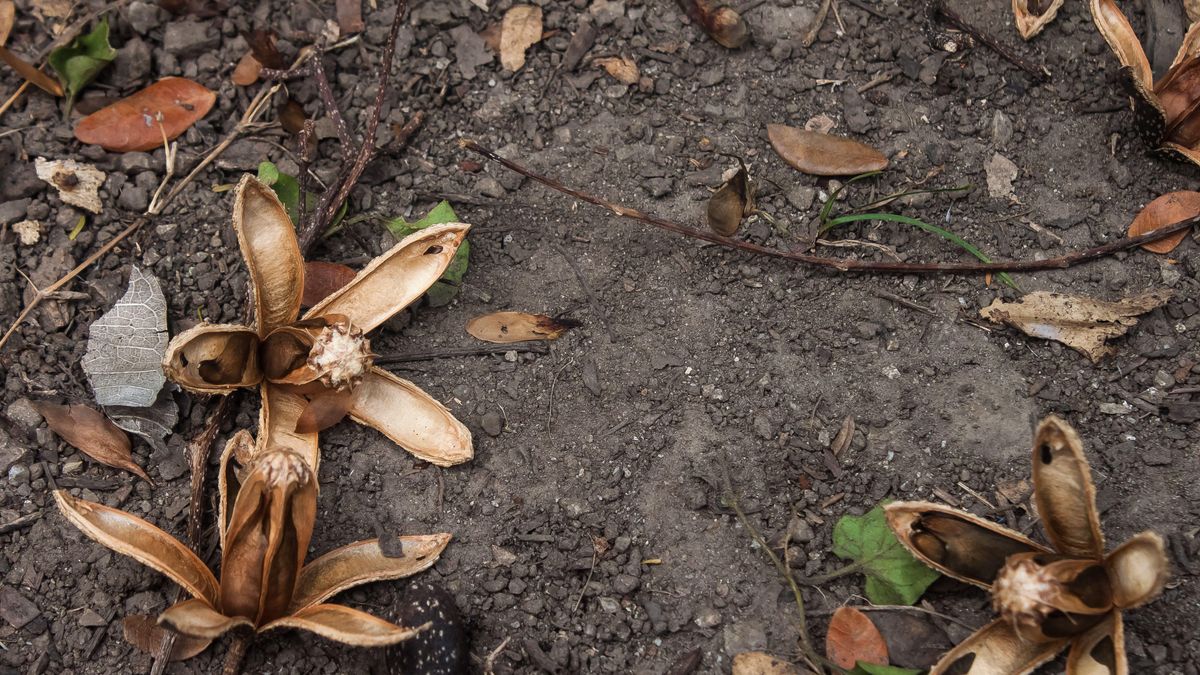 How to recycle a Christmas tree: 10 ways to give new life to your used ...