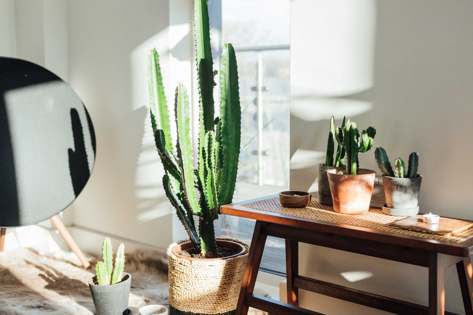Feng Shui Experts Say Cacti Could Ruin Your Bedroom's Vibe | Livingetc