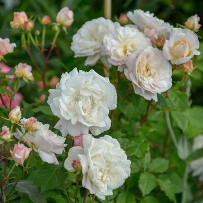 What to do with roses in March – 3 tasks for abundant blooms | Ideal Home