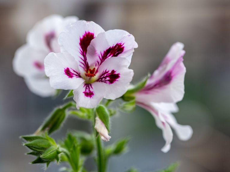 Tips On Growing Scented Geraniums Plants | Gardening Know How