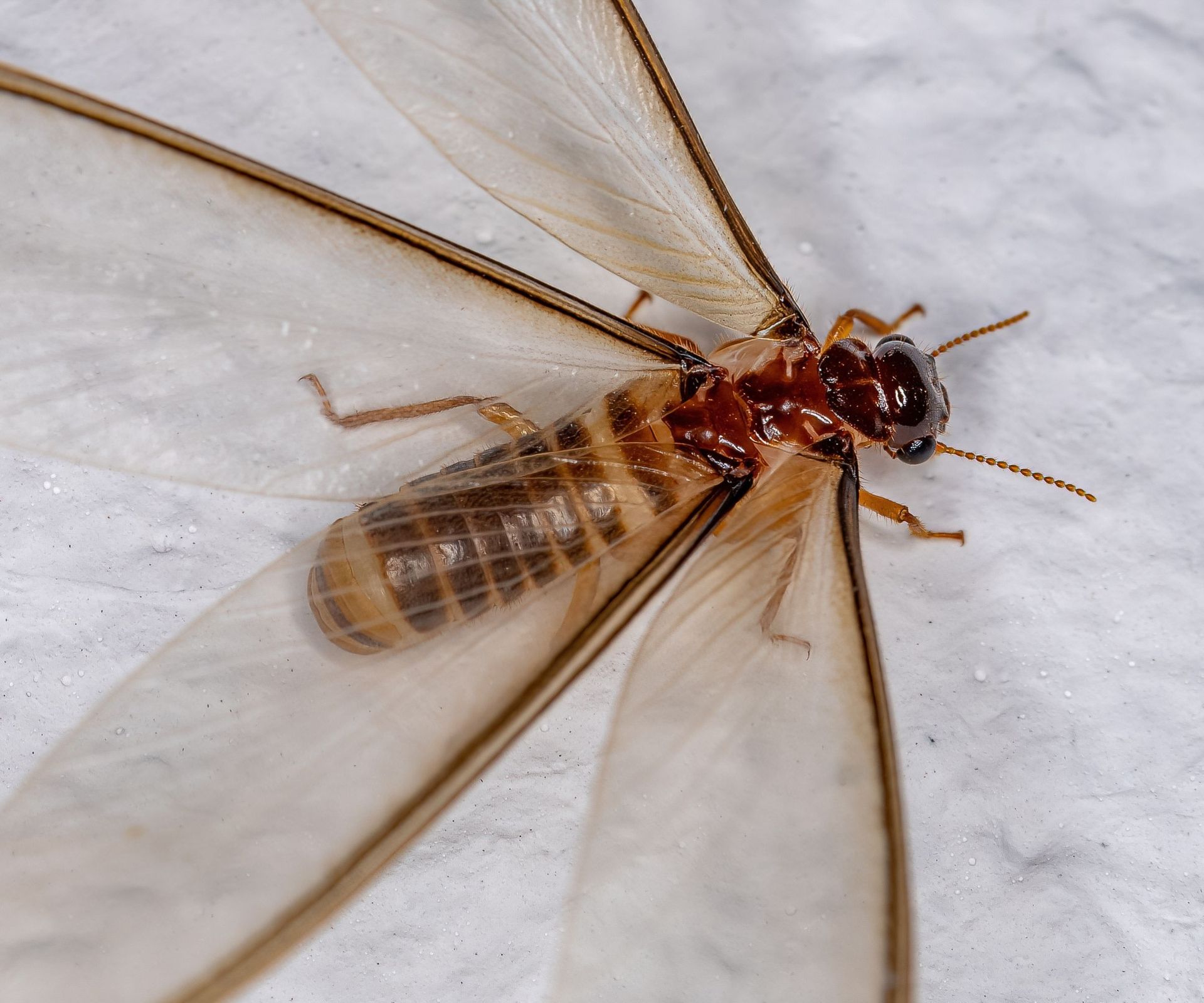 How to get rid of flying termites: 5 tips from experts | Homes and Gardens