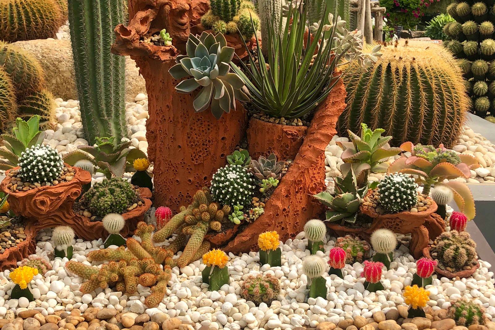 Cactus garden ideas: 12 ways to welcome these prickly plants into your ...