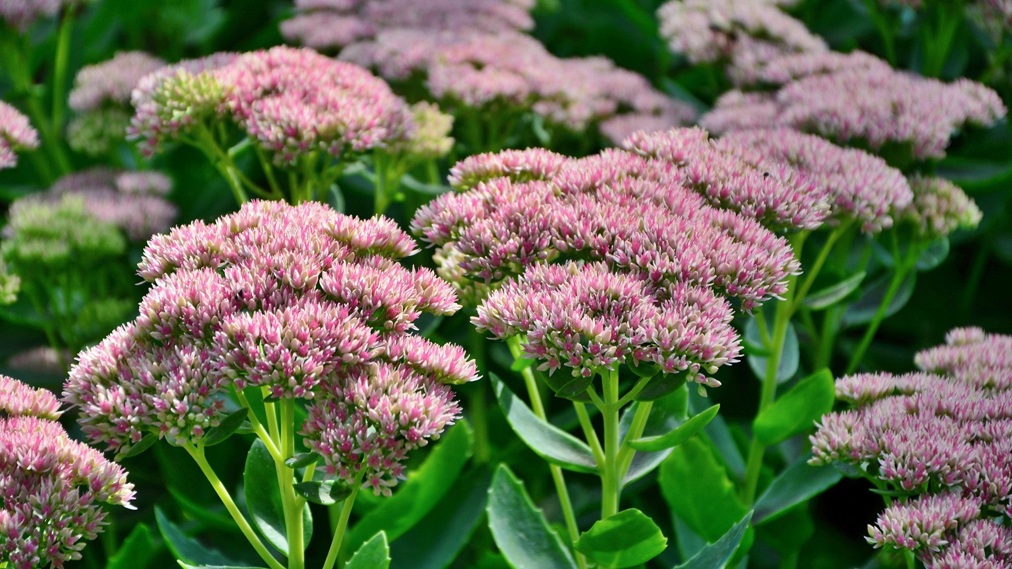 Forget weed killer — these 5 ground cover plants do the hard work for ...