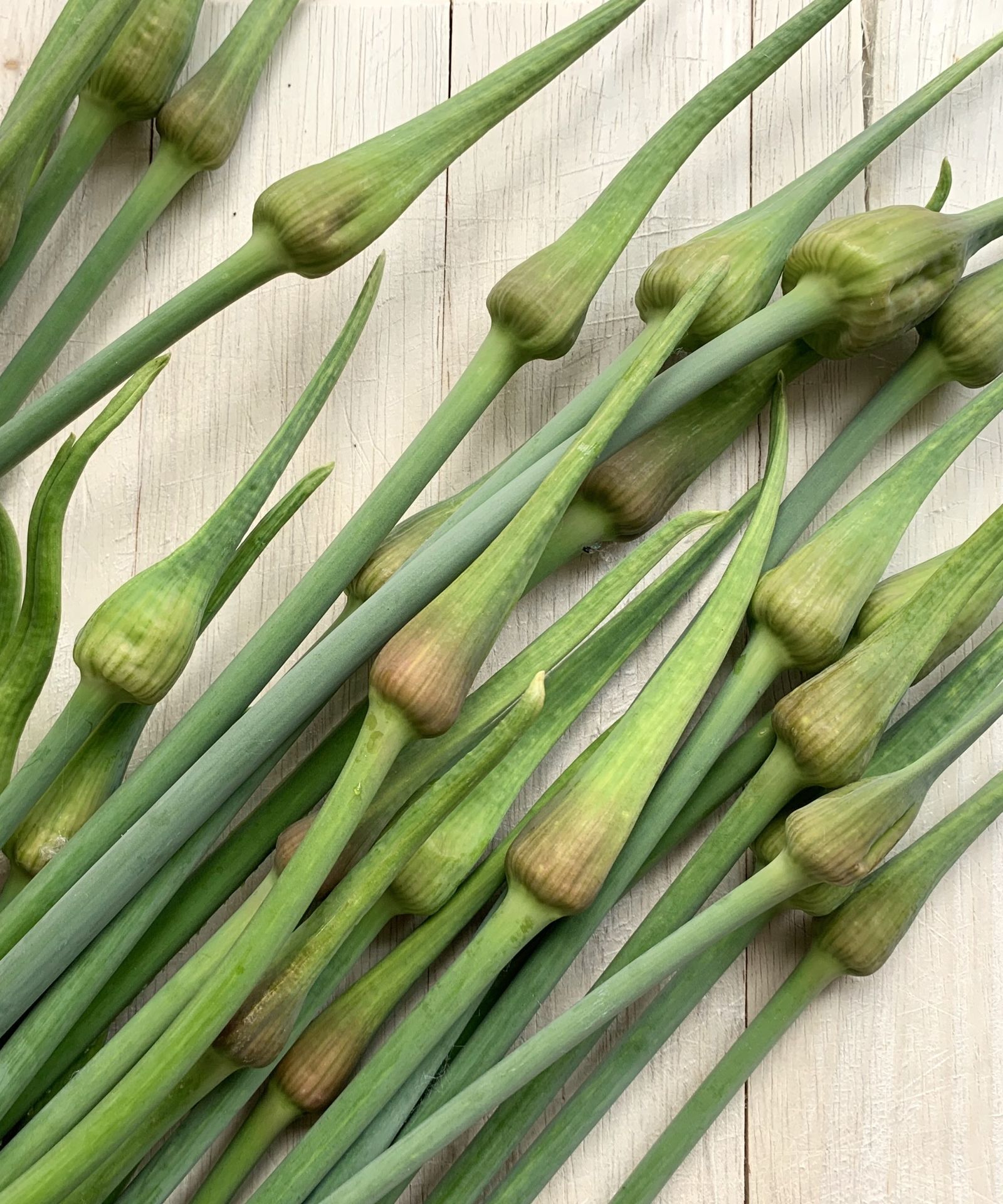 How to grow elephant garlic – expert tips for monster bulbs | Homes and ...