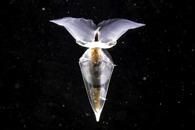 Strange 'sea pigs,' sea spiders and a spawning 'butterfly' discovered ...