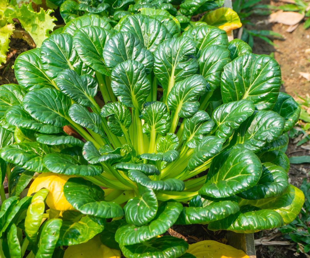 Fast-growing vegetables: 10 crops for rapid results | Homes and Gardens