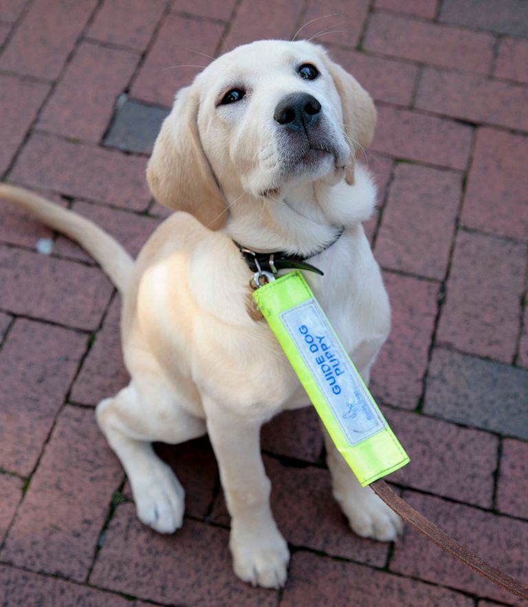 The seven stages of life for a guide dog, from puppy to retiree ...