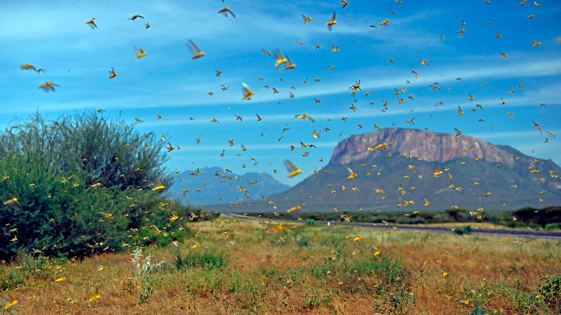 Locust swarms are invading Africa. Here's how NASA satellites can help ...