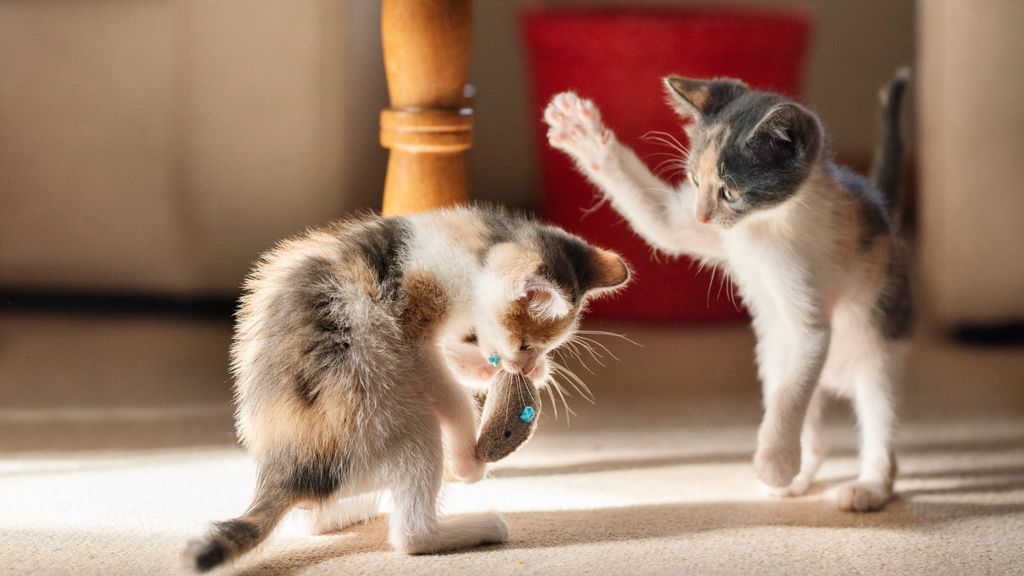 How do cats play with each other? How to tell the difference between ...