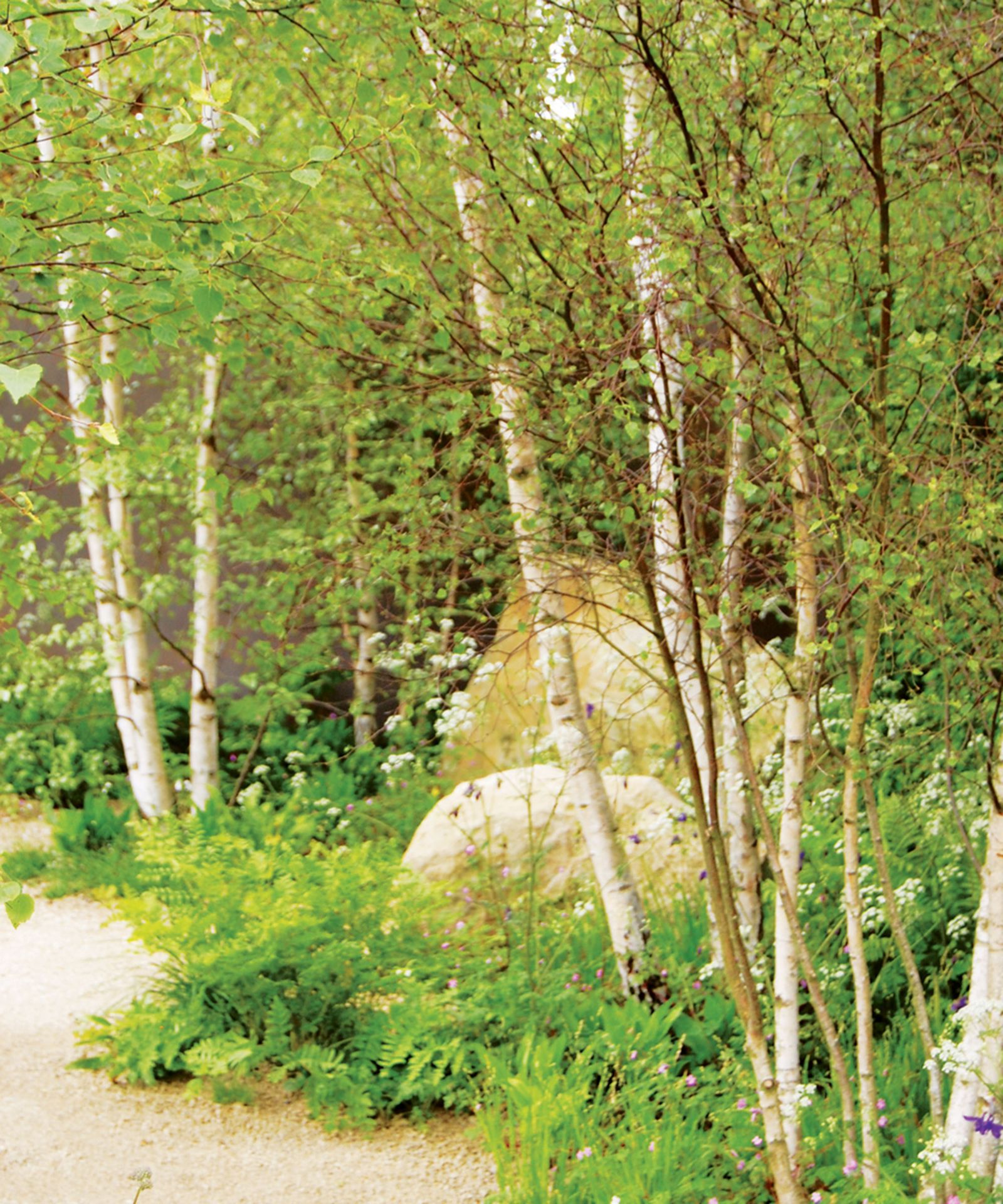 Best trees for privacy: 10 ways to screen a plot from view | Gardeningetc