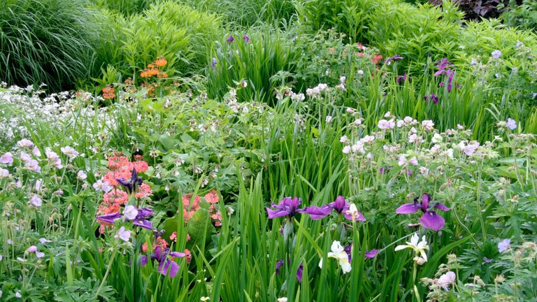 Best flood-resilient plants: experts top suggestions | Homes and Gardens