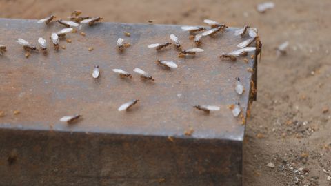 Ts_symphony onlyfans leak i noticed from Nicole's that