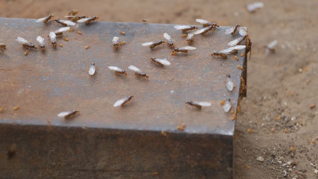 Ts_symphony onlyfans leak i noticed from Nicole's that