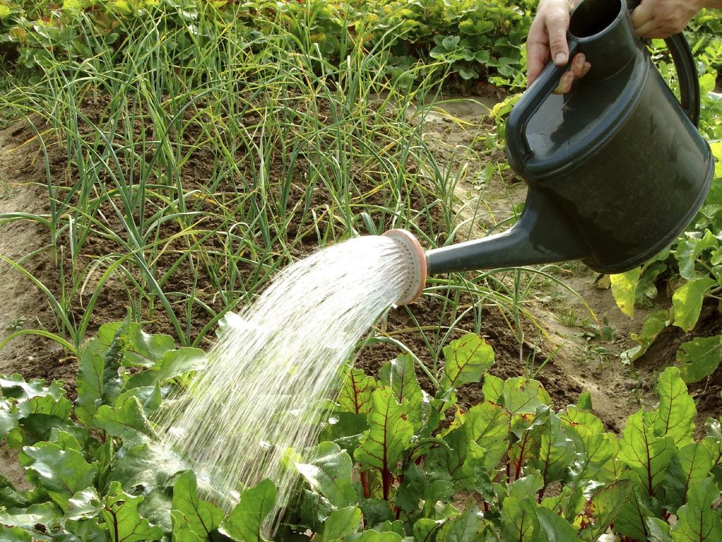 How Often Should I Water Beets - Learn How Much Water Beets Need | Gardening Know How