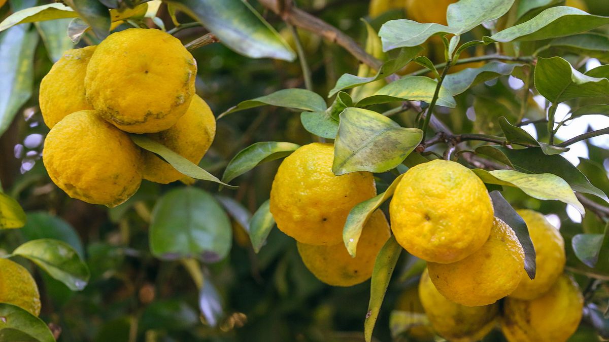 How to grow yuzu for harvests of golden fruits | Homes and Gardens