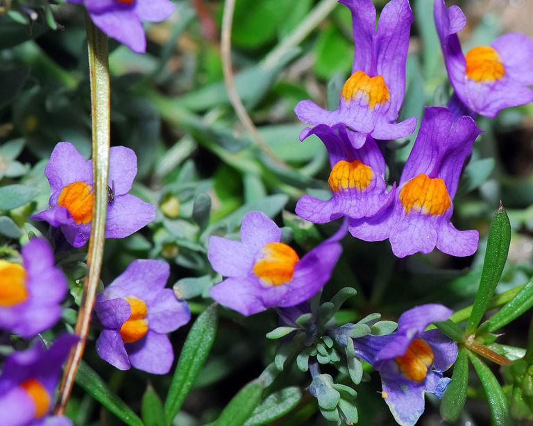 Best alpine plants: 16 types for borders, pots and rockeries | Gardeningetc