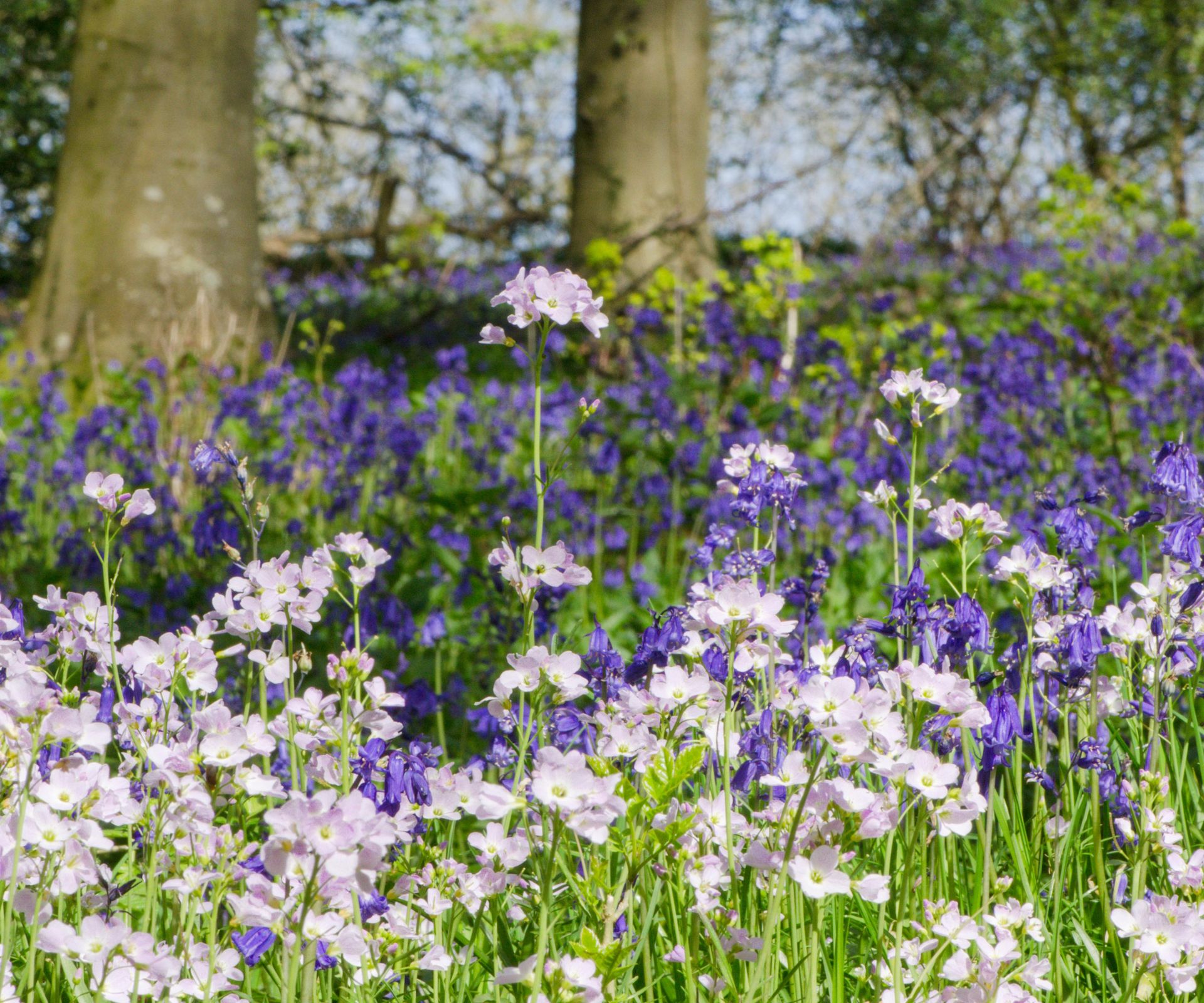 Best flood-resilient plants: experts top suggestions | Homes and Gardens