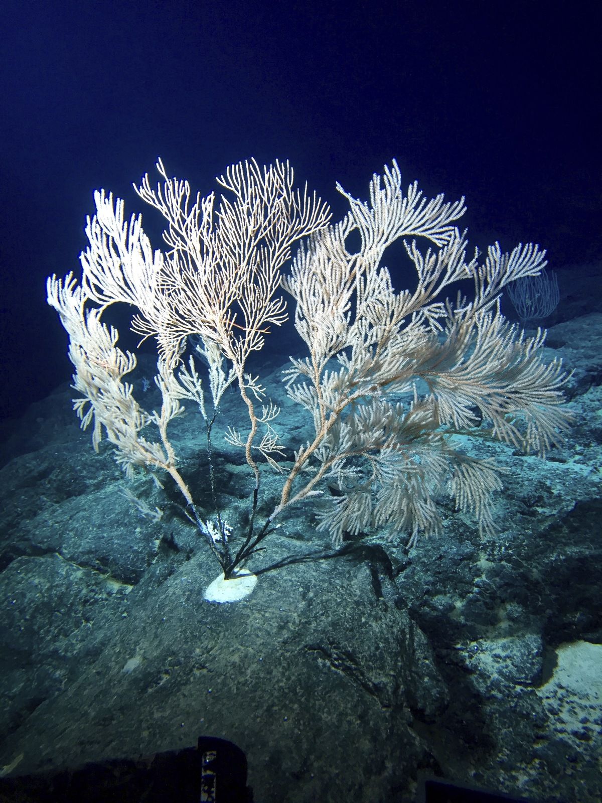 In Photos: Seamount Dives Reveals Rare Marine Life | Live Science