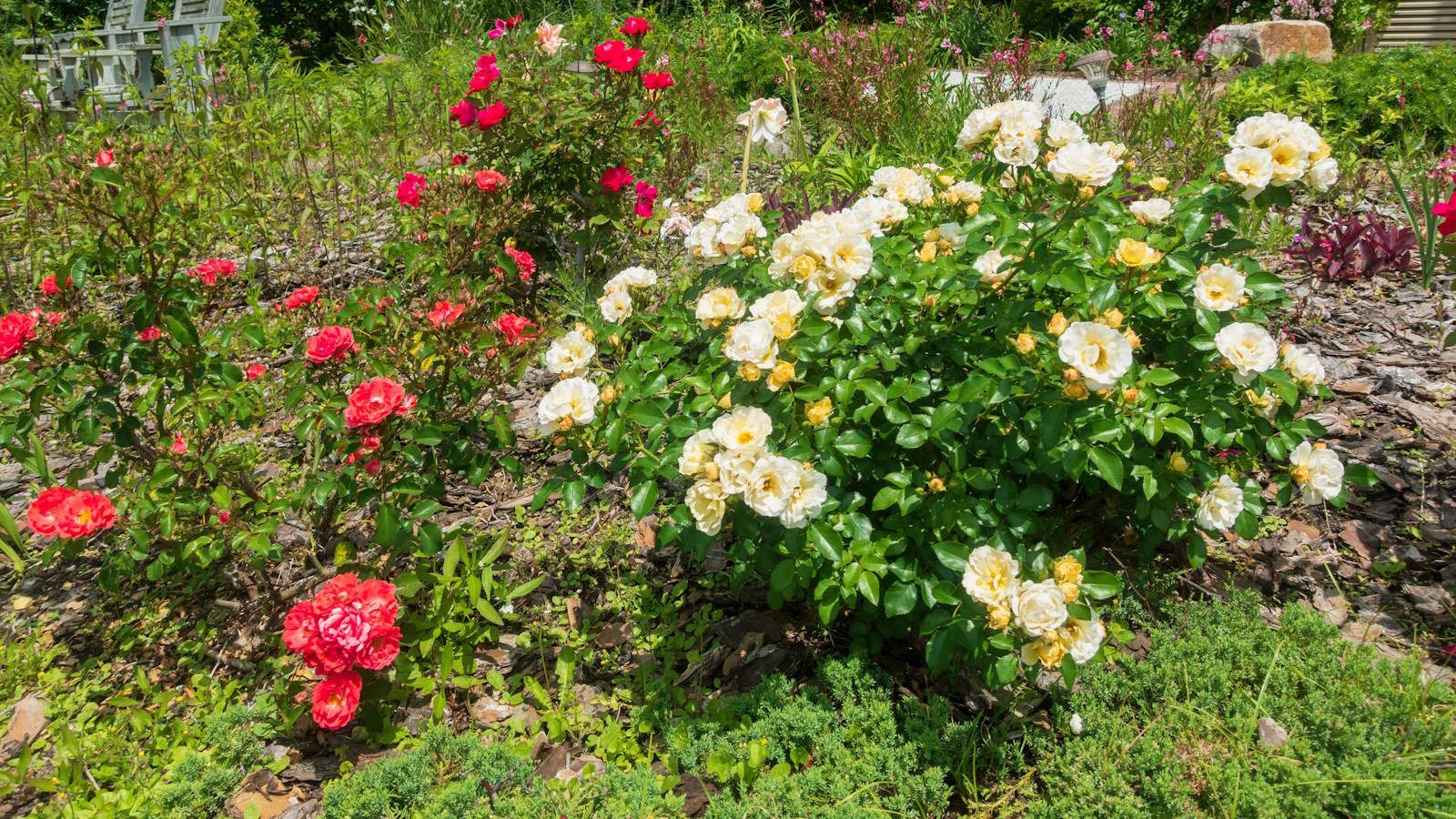 How to prune drift roses: tips for correct annual trimming | Homes and ...