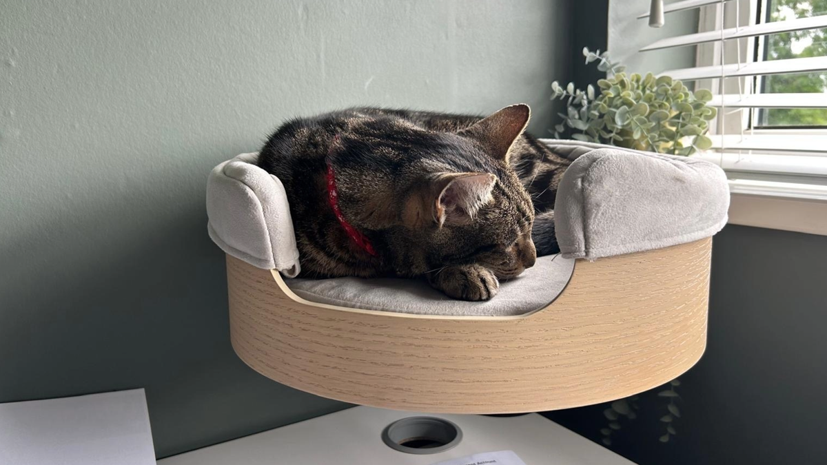 WFH desk bed for cats now $20 off for Amazon Prime Day 2025 | PetsRadar
