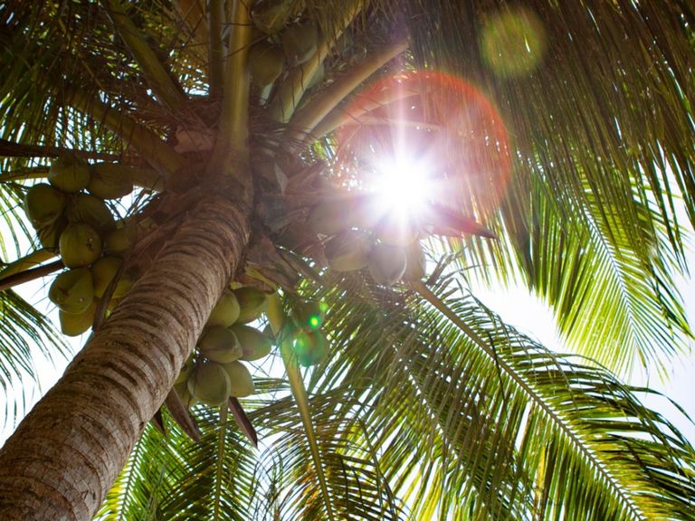 My Coconut Fruit Is Wilting: Tips On Caring For Sick Coconut Trees ...